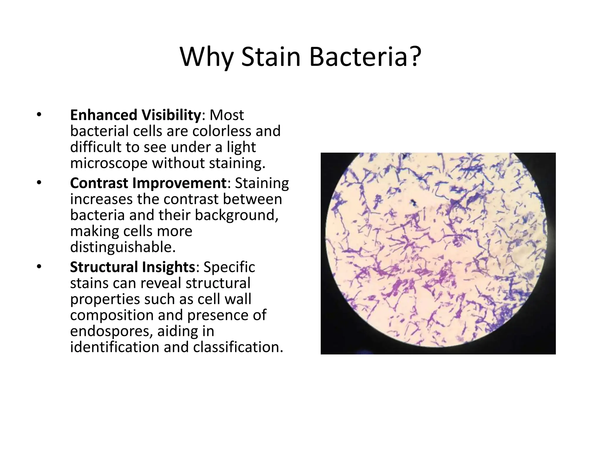 Identification of bacteria using staining techniques | PPTX