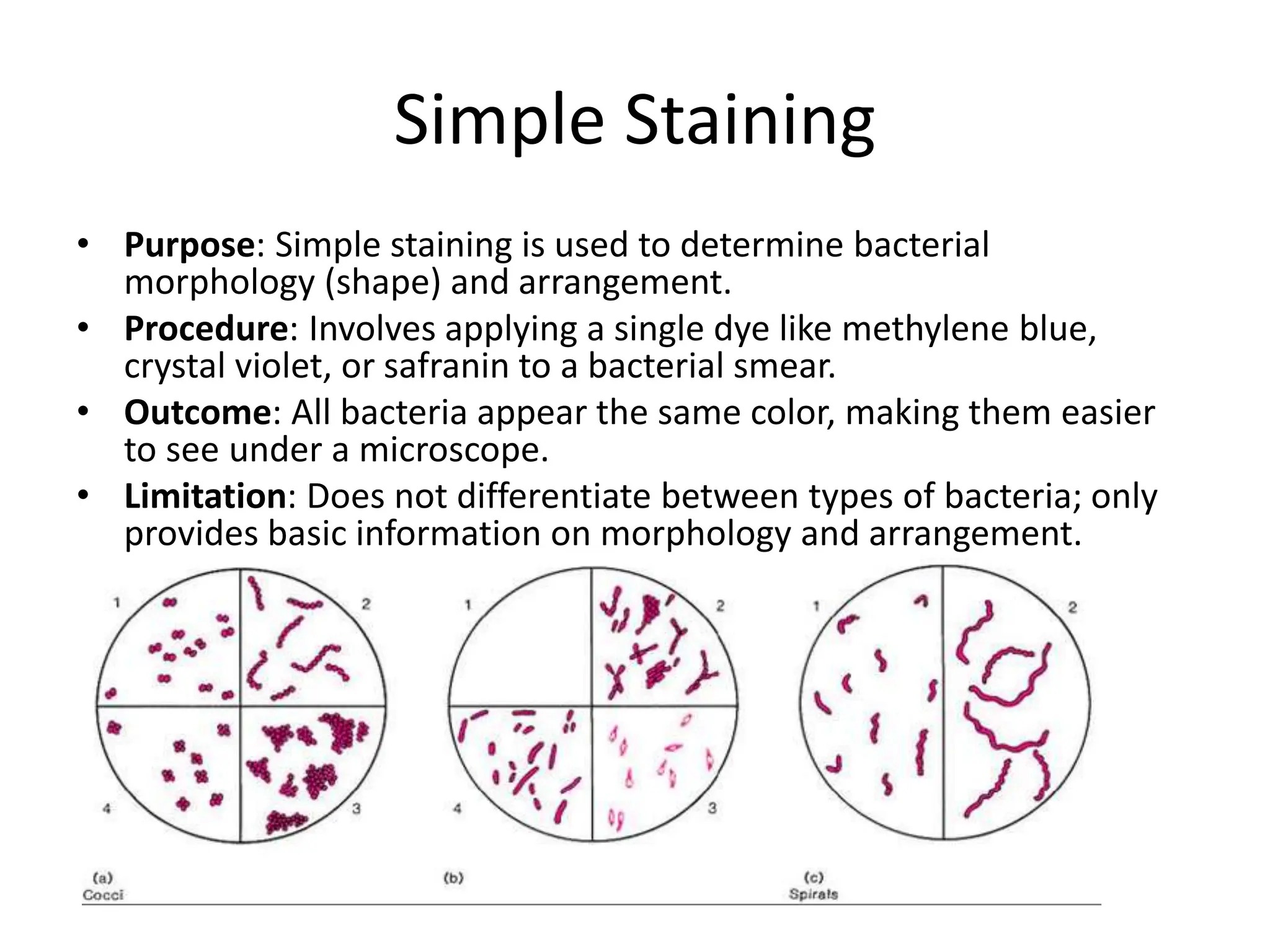 Identification of bacteria using staining techniques | PPTX