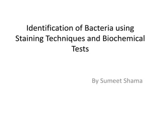 Identification of bacteria using staining techniques | PPTX