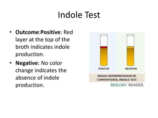 Identification of bacteria using staining techniques | PPTX