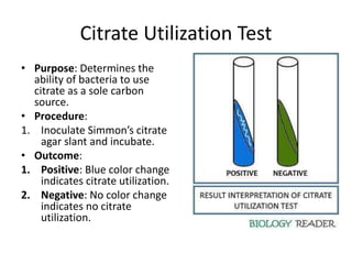 Identification of bacteria using staining techniques | PPTX