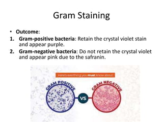 Identification of bacteria using staining techniques | PPTX