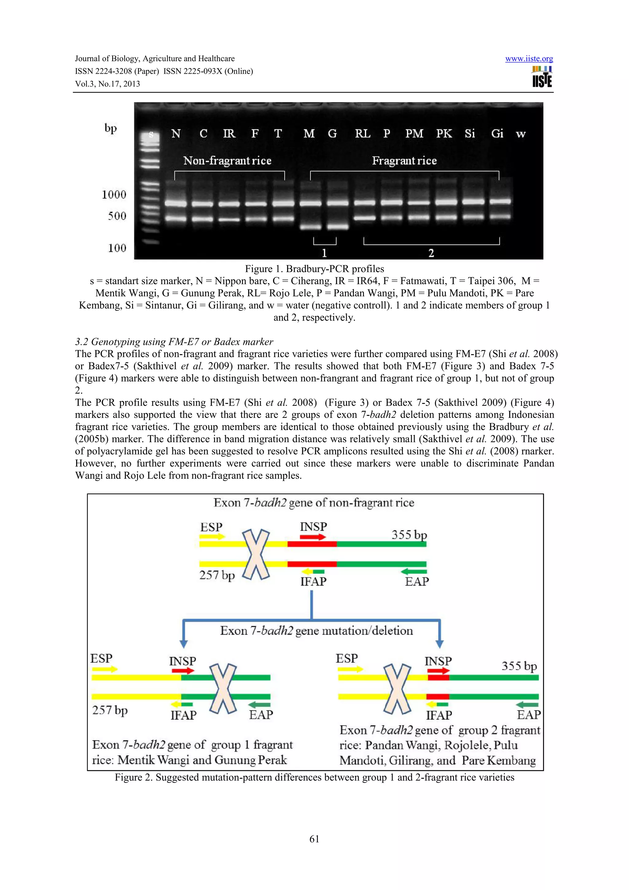 Identification of badh2 mutation type among indonesian fragrant rice ...