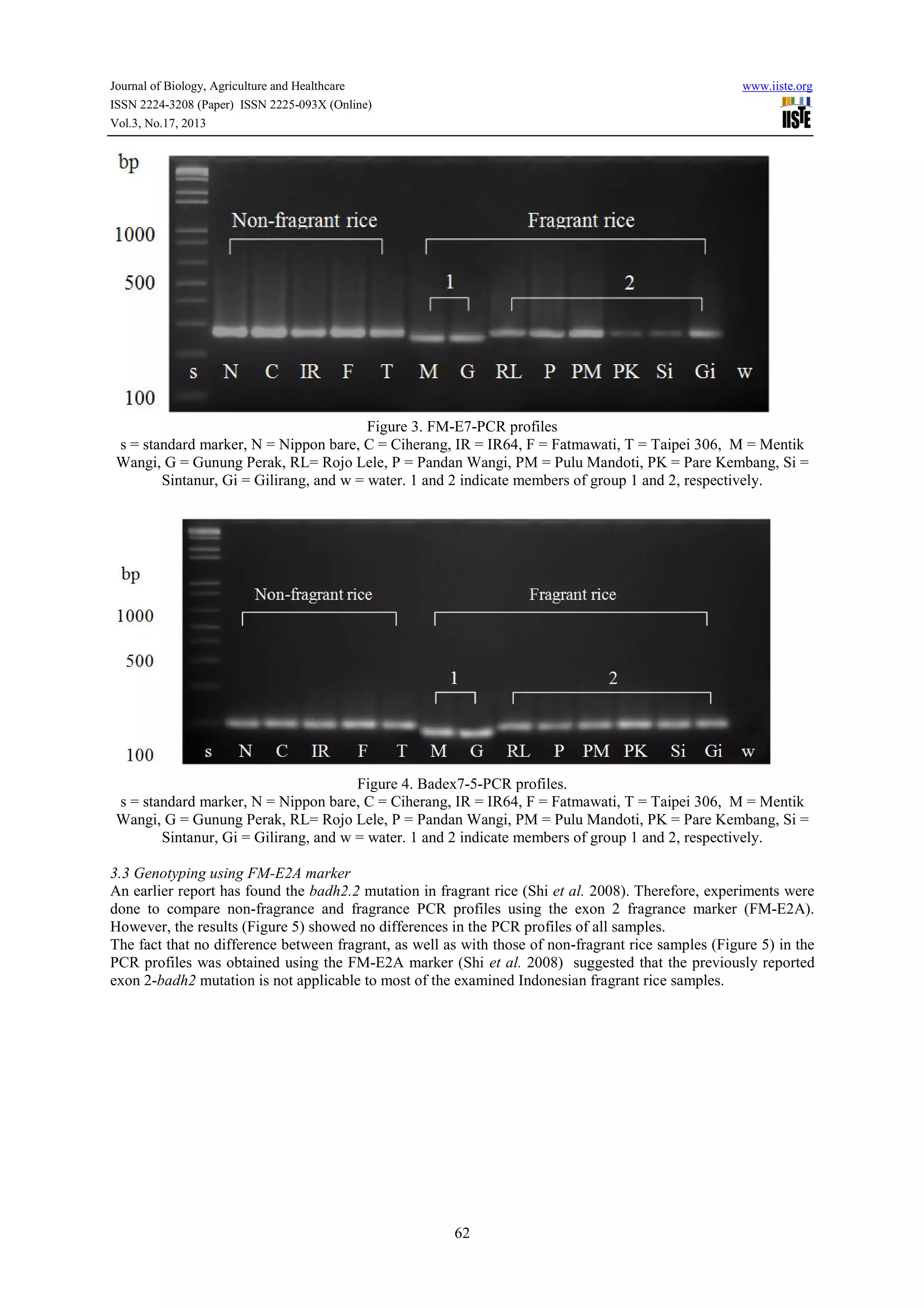 Identification of badh2 mutation type among indonesian fragrant rice ...