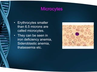 Identification of cells | PPTX