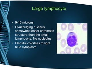 Lymphocyte Structure
