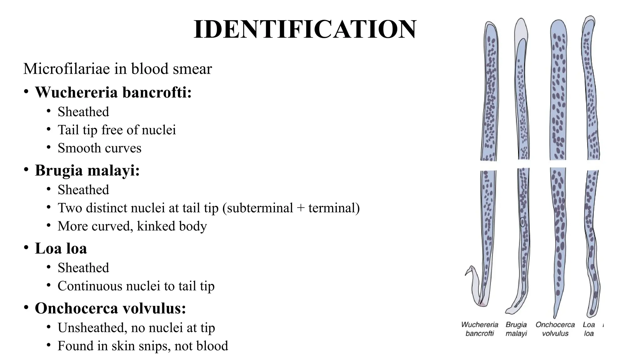 IDENTIFICATION OF COMMON HEMOPARASITES.pptx