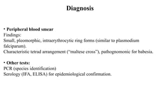 IDENTIFICATION OF COMMON HEMOPARASITES.pptx