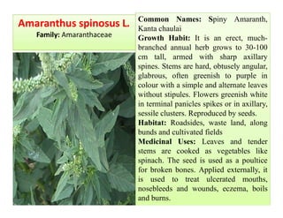 Identification of dicot weed i pdf | PDF
