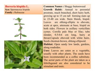 Identification of dicot weed i pdf | PDF