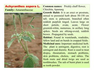 Identification of dicot weed i pdf | PDF