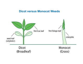 Dicot