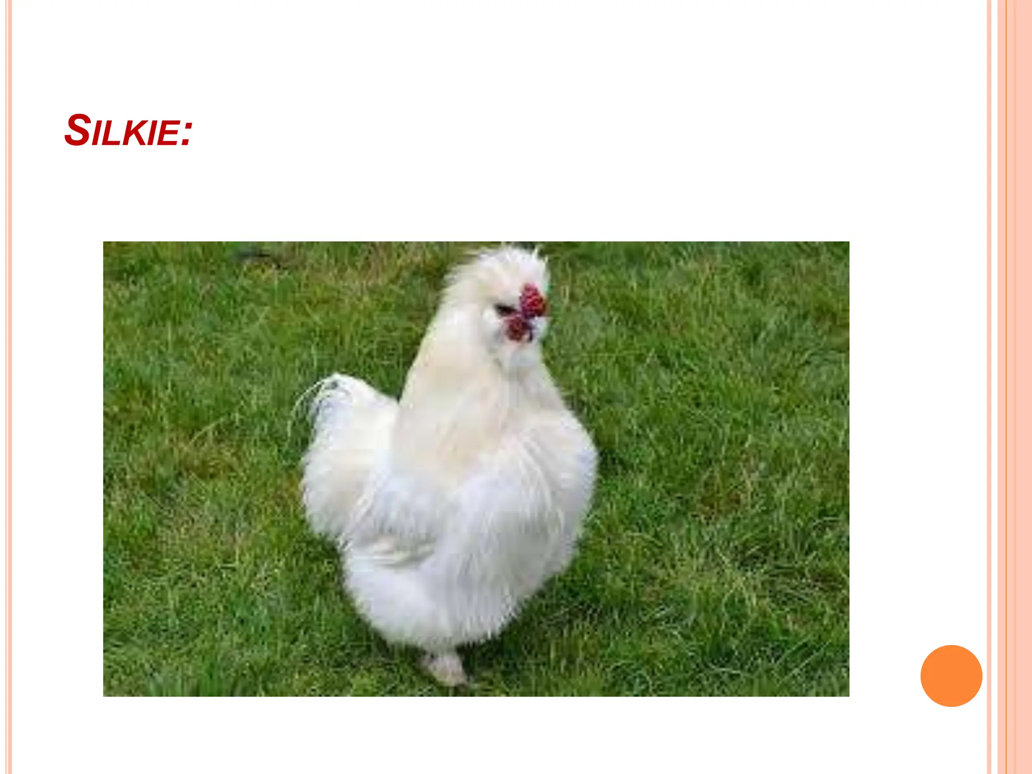 Identification of different Breeds of Poultry Chicken.pptx