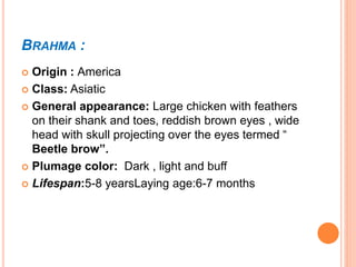 Identification of different Breeds of Poultry Chicken.pptx