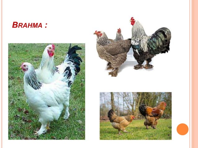 Identification of different Breeds of Poultry Chicken.pptx | Birds | Pets