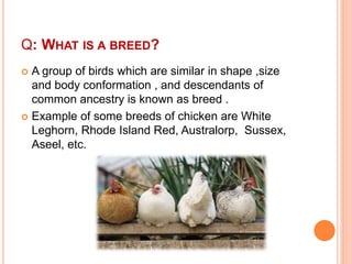Identification of different Breeds of Poultry Chicken.pptx