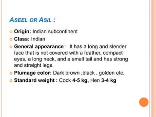 Identification of different Breeds of Poultry Chicken.pptx