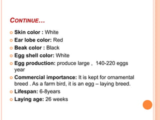 Identification of different Breeds of Poultry Chicken.pptx