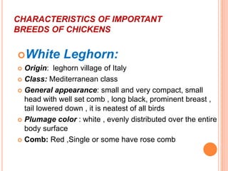 Identification of different Breeds of Poultry Chicken.pptx