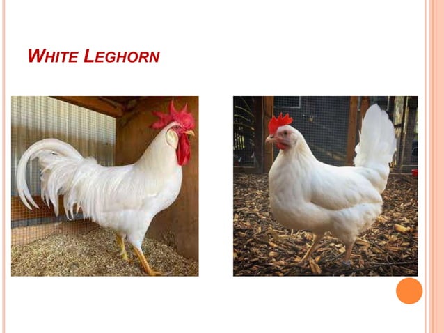 Identification of different Breeds of Poultry Chicken.pptx | Birds | Pets