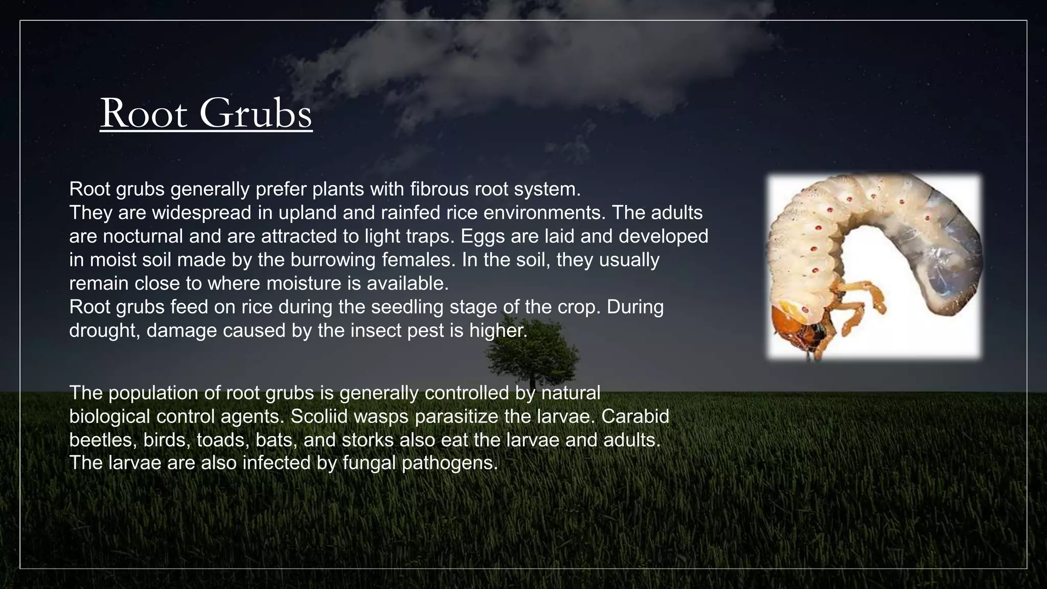 Identification of different insect pests.pptx