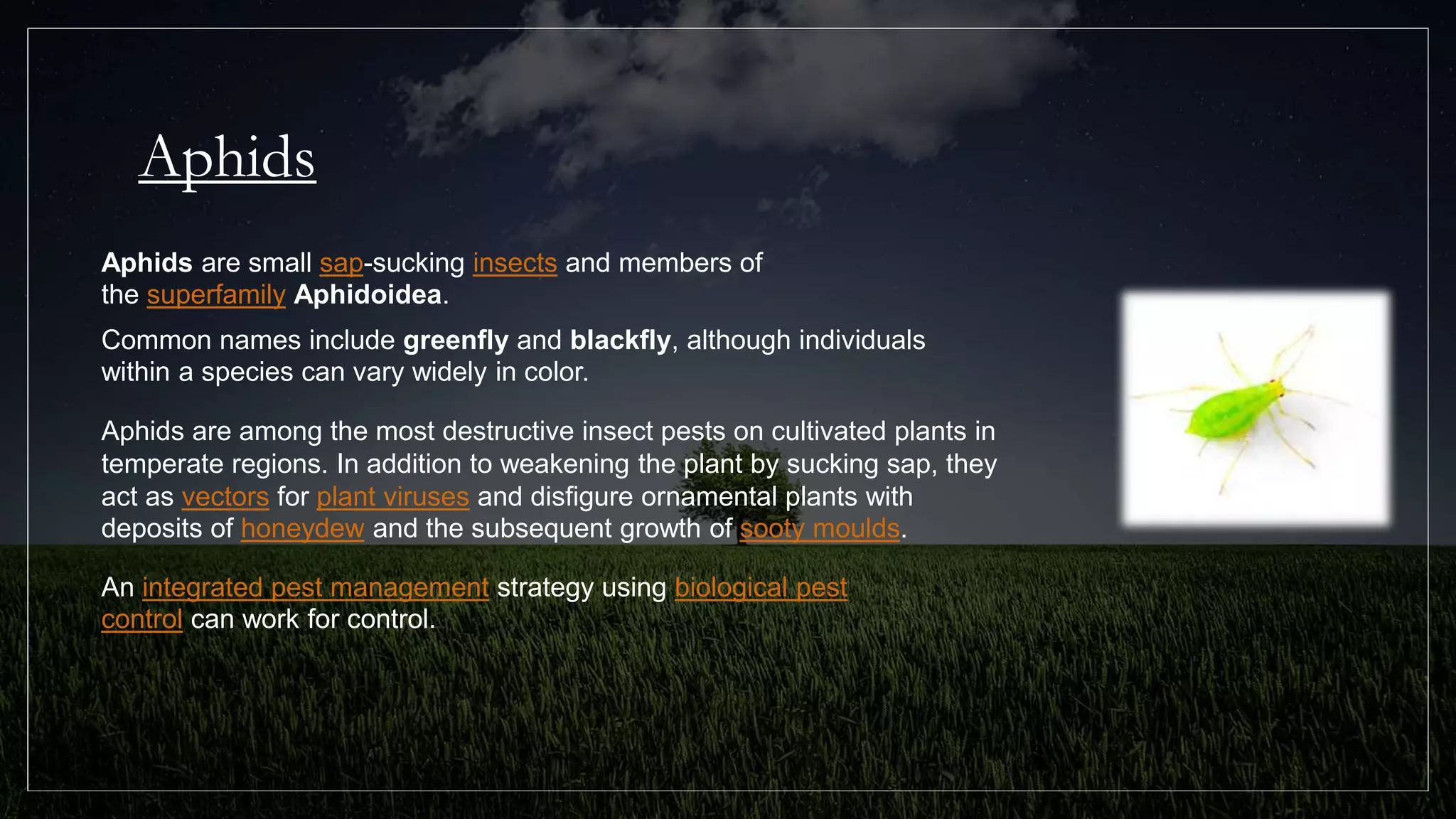 Identification of different insect pests.pptx