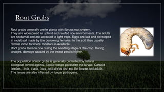 Identification of different insect pests.pptx