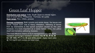 Identification of different insect pests.pptx