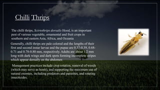 Identification of different insect pests.pptx