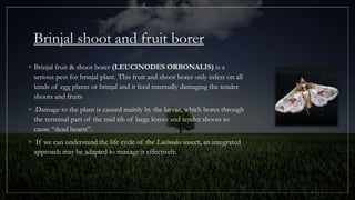 Identification of different insect pests.pptx