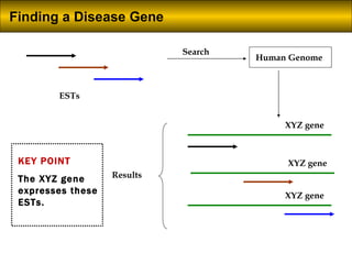 Identification of disease genes | PPT