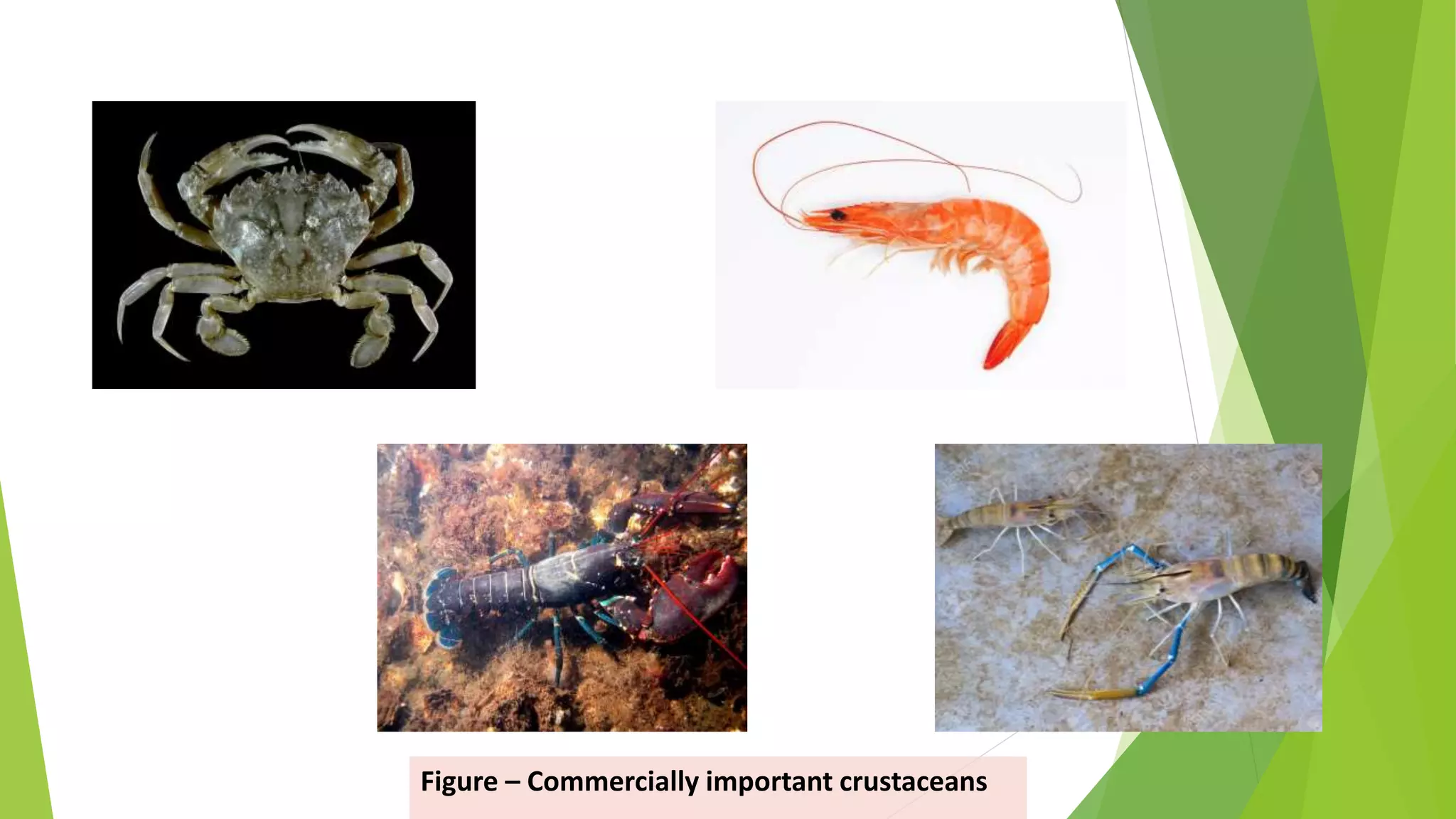 Identification of eggs and larvae of commercially important crustaceans ...