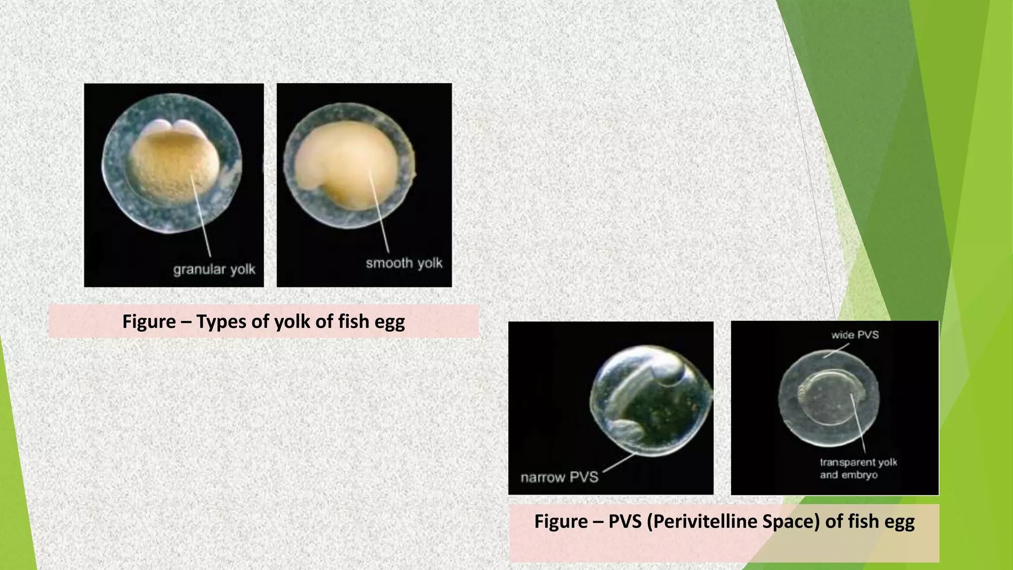 Identification of eggs and larvae of commercially important crustaceans ...