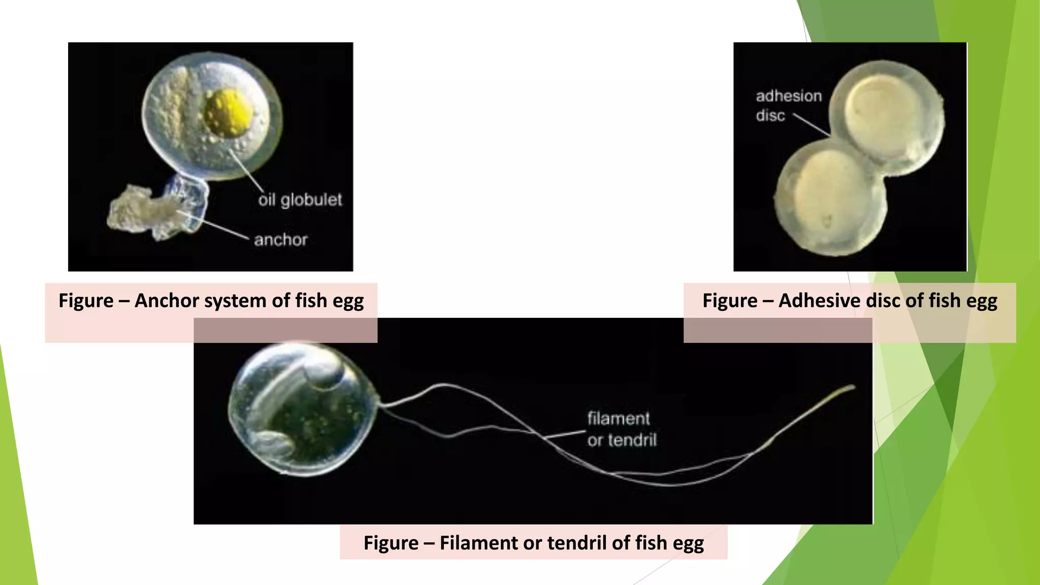 Identification of eggs and larvae of commercially important crustaceans ...