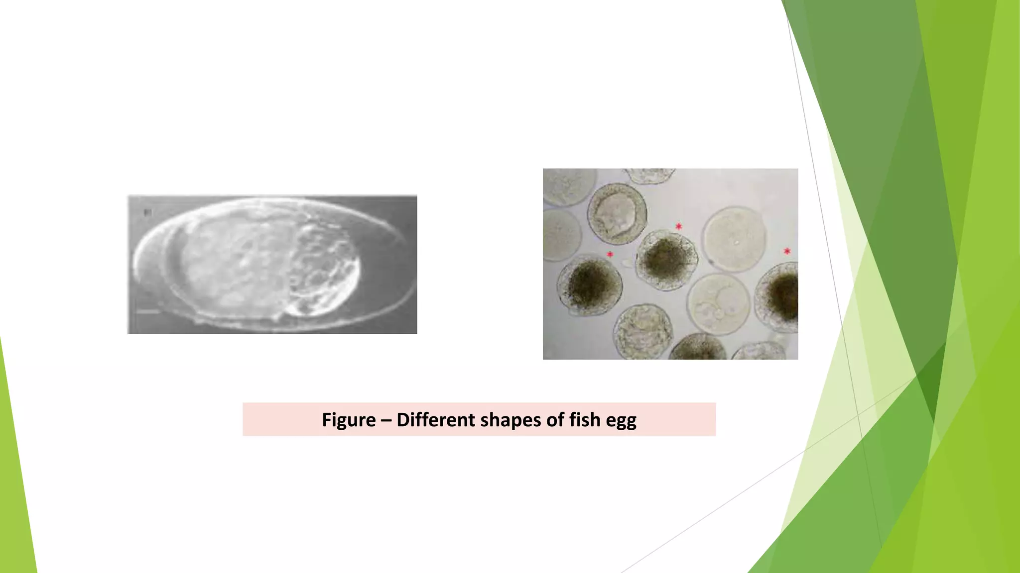 Identification of eggs and larvae of commercially important crustaceans ...