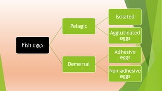 Identification of eggs and larvae of commercially important crustaceans ...