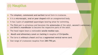 Identification of eggs and larvae of commercially important crustaceans ...