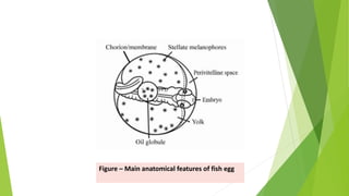 Identification of eggs and larvae of commercially important crustaceans ...