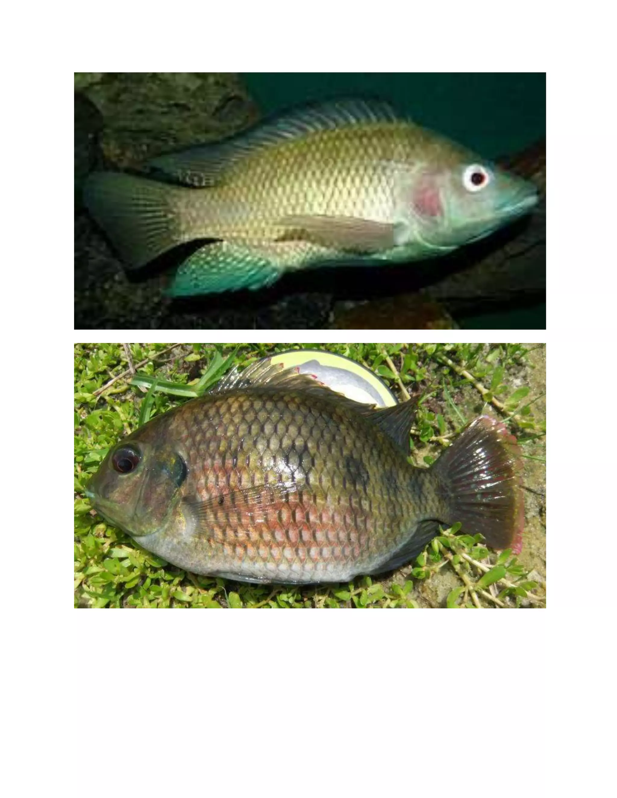 Identification of fishes | DOCX