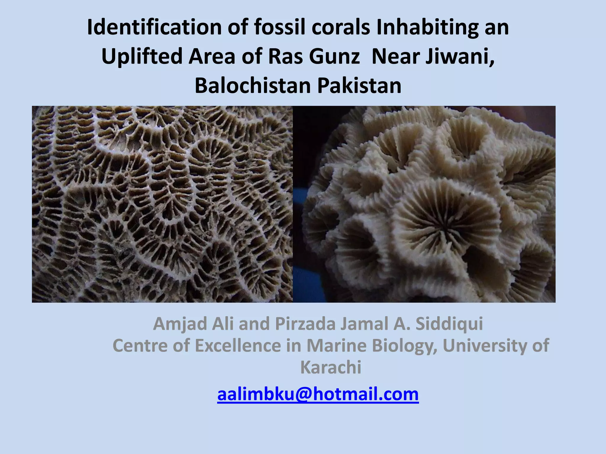 Identification of fossil corals amjad | PPTX