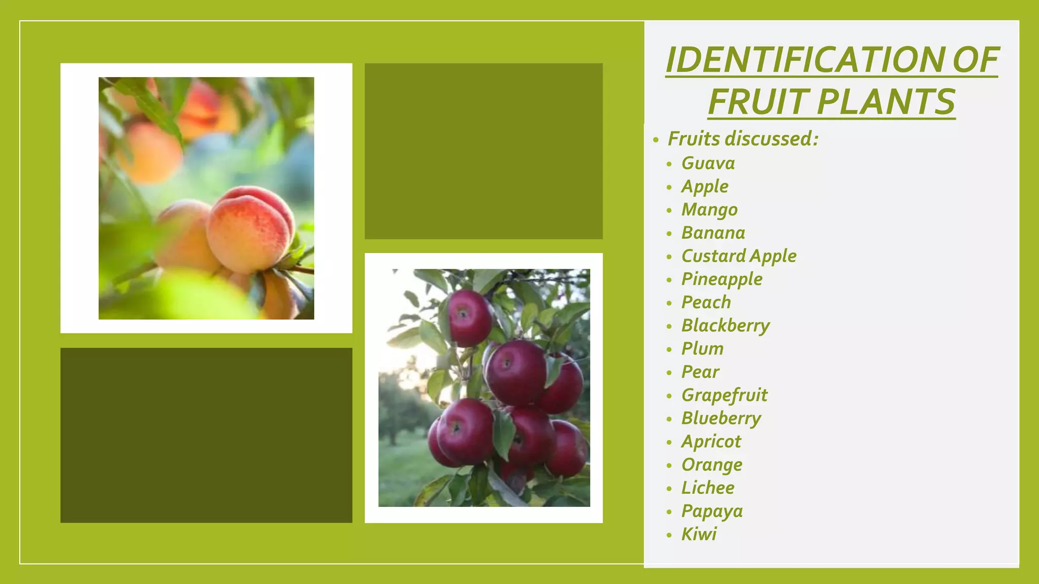 Horticulture - Identification of fruits crops. | PPTX