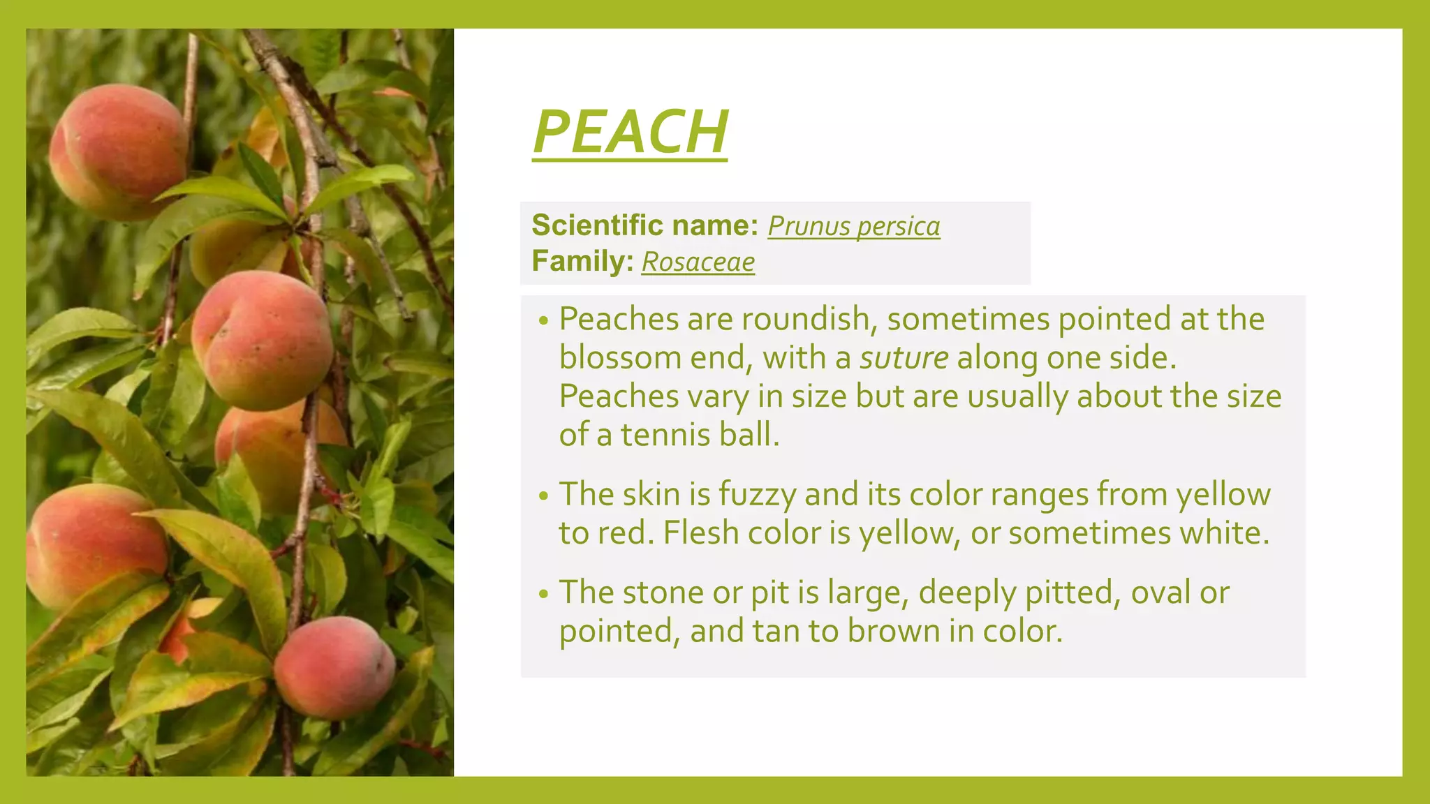 Horticulture - Identification of fruits crops. | PPTX