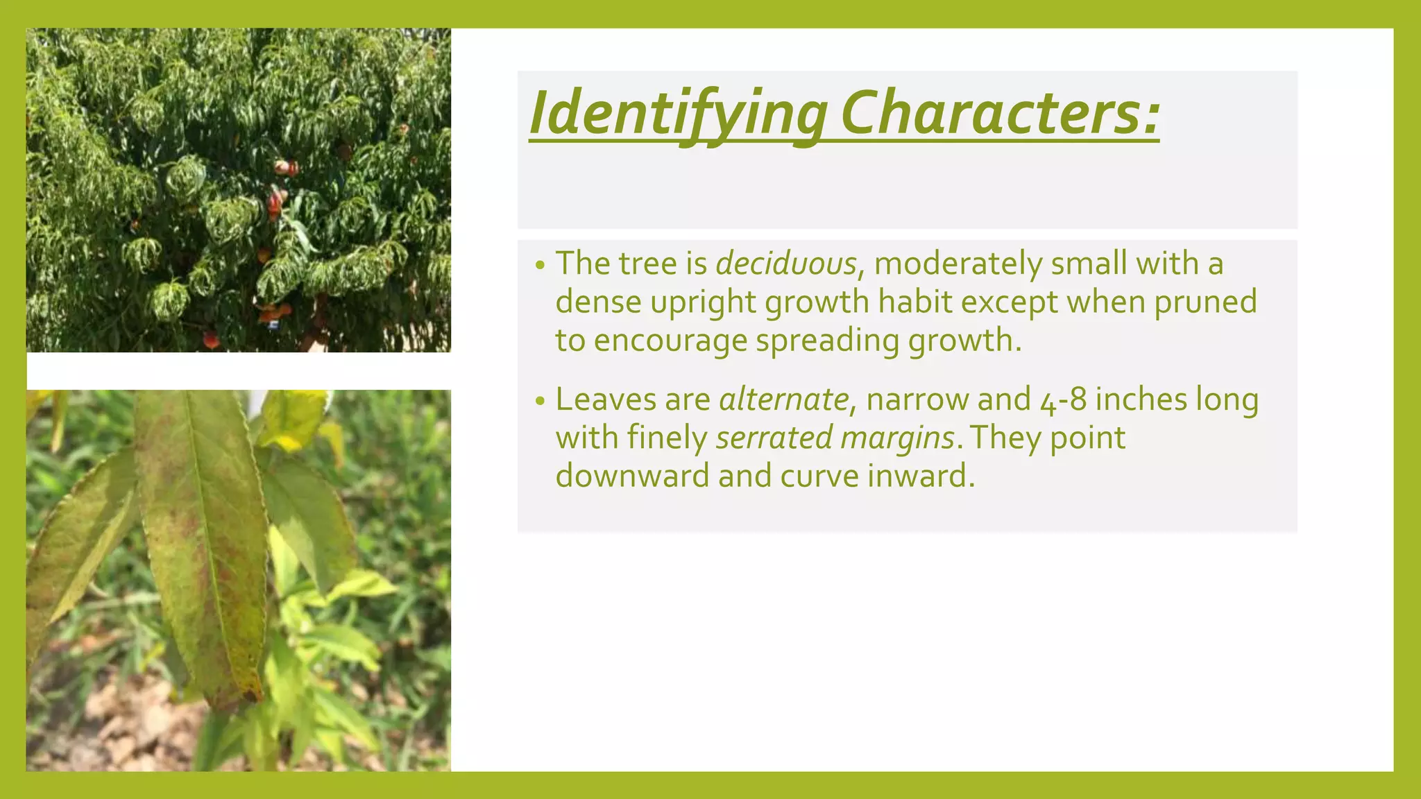 Horticulture - Identification of fruits crops. | PPTX