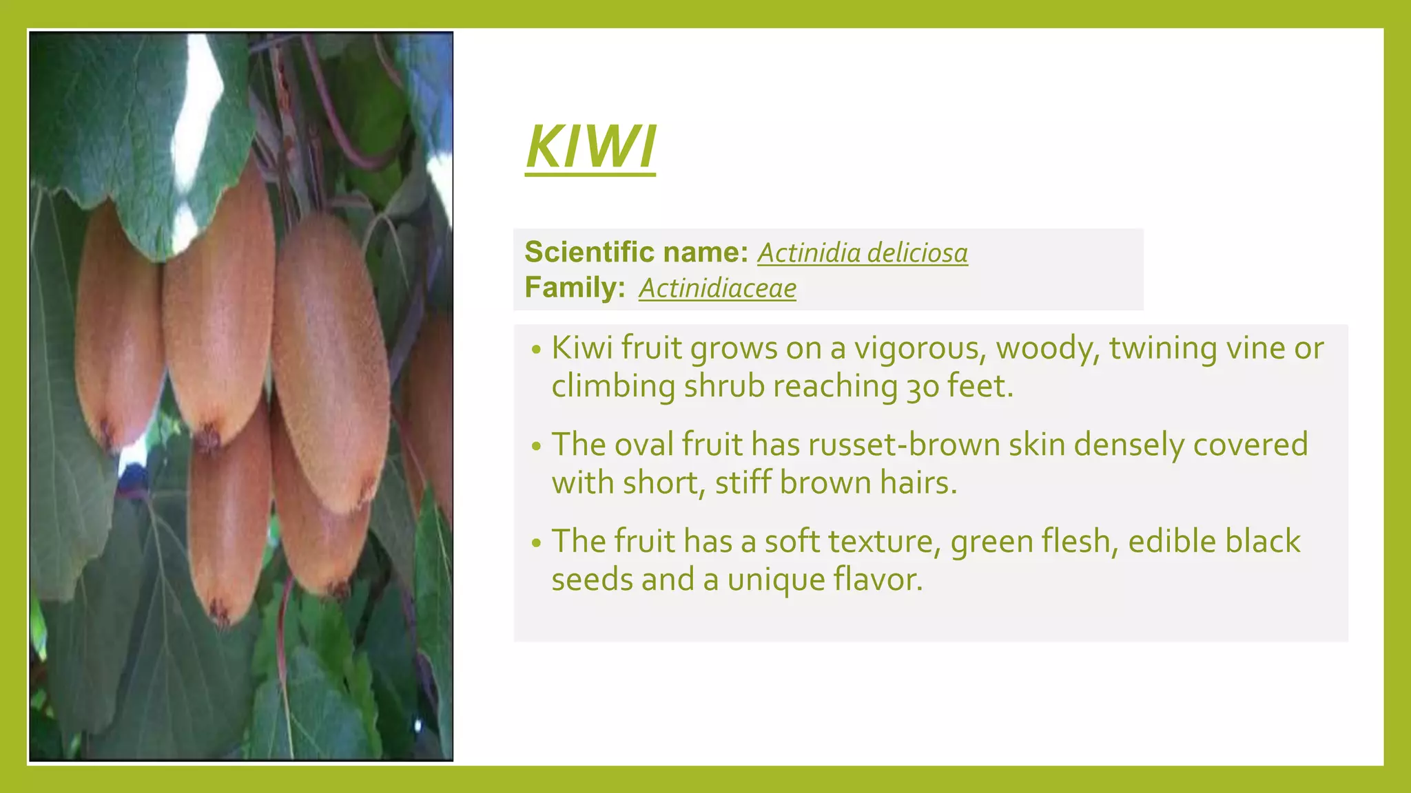 Horticulture - Identification of fruits crops. | PPTX