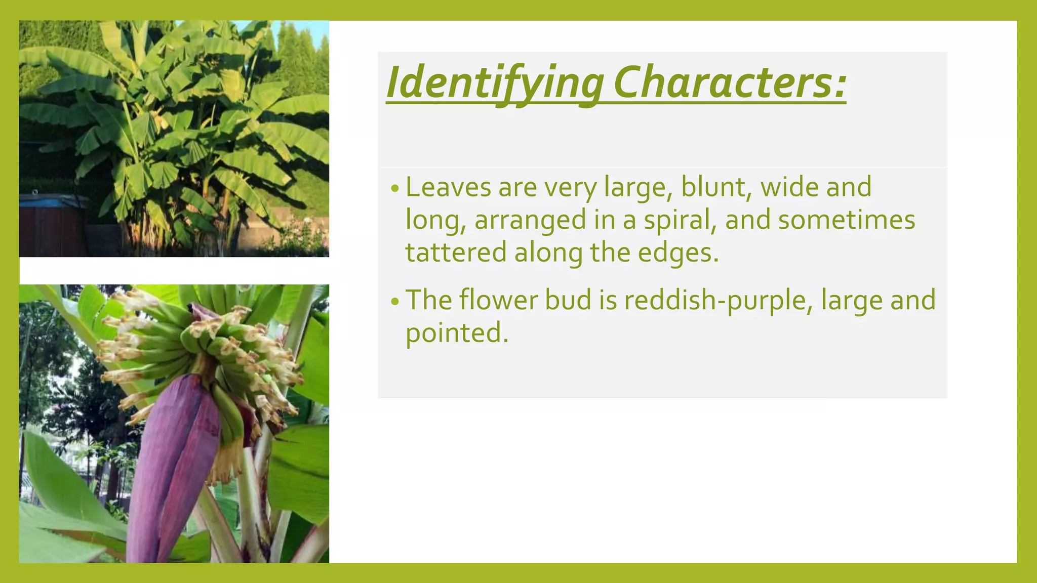 Horticulture - Identification of fruits crops. | PPTX