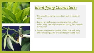 Horticulture - Identification of fruits crops. | PPTX