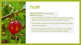 Horticulture - Identification of fruits crops. | PPTX