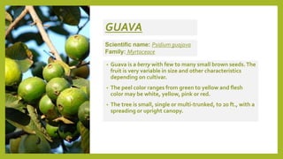 Horticulture - Identification of fruits crops. | PPTX