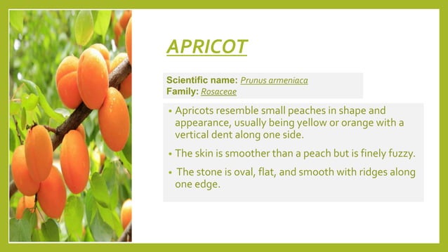 Horticulture - Identification of fruits crops. | PPTX