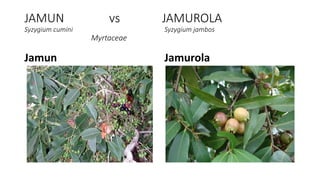 Identification of fruits and plantation crops 1 | PPT